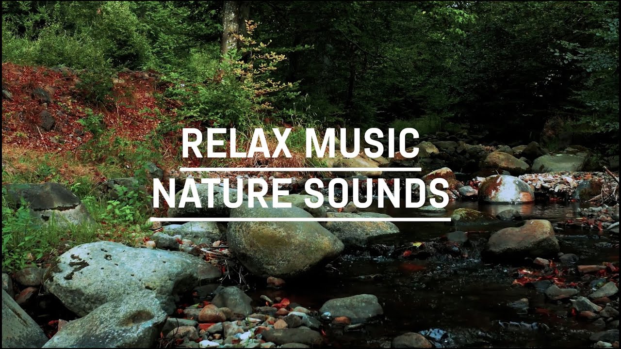 Relaxing Forest River Nature Sounds, Bird Sounds for Natural Meditation ...