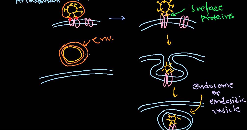 6 Viral pathogenesis step by step process - YouTube
