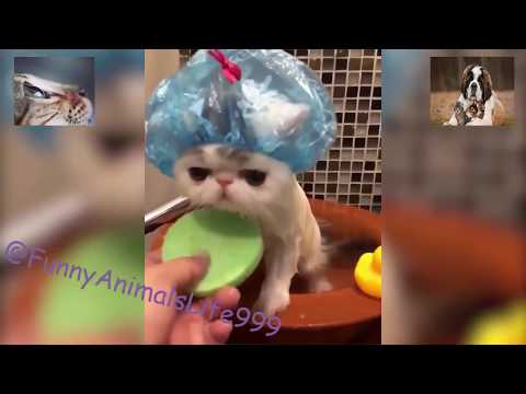 Funny and Cute Baby Cat 🔴 Kittens Dog Hot 🔴  Videos Compilation 2019 Past 11