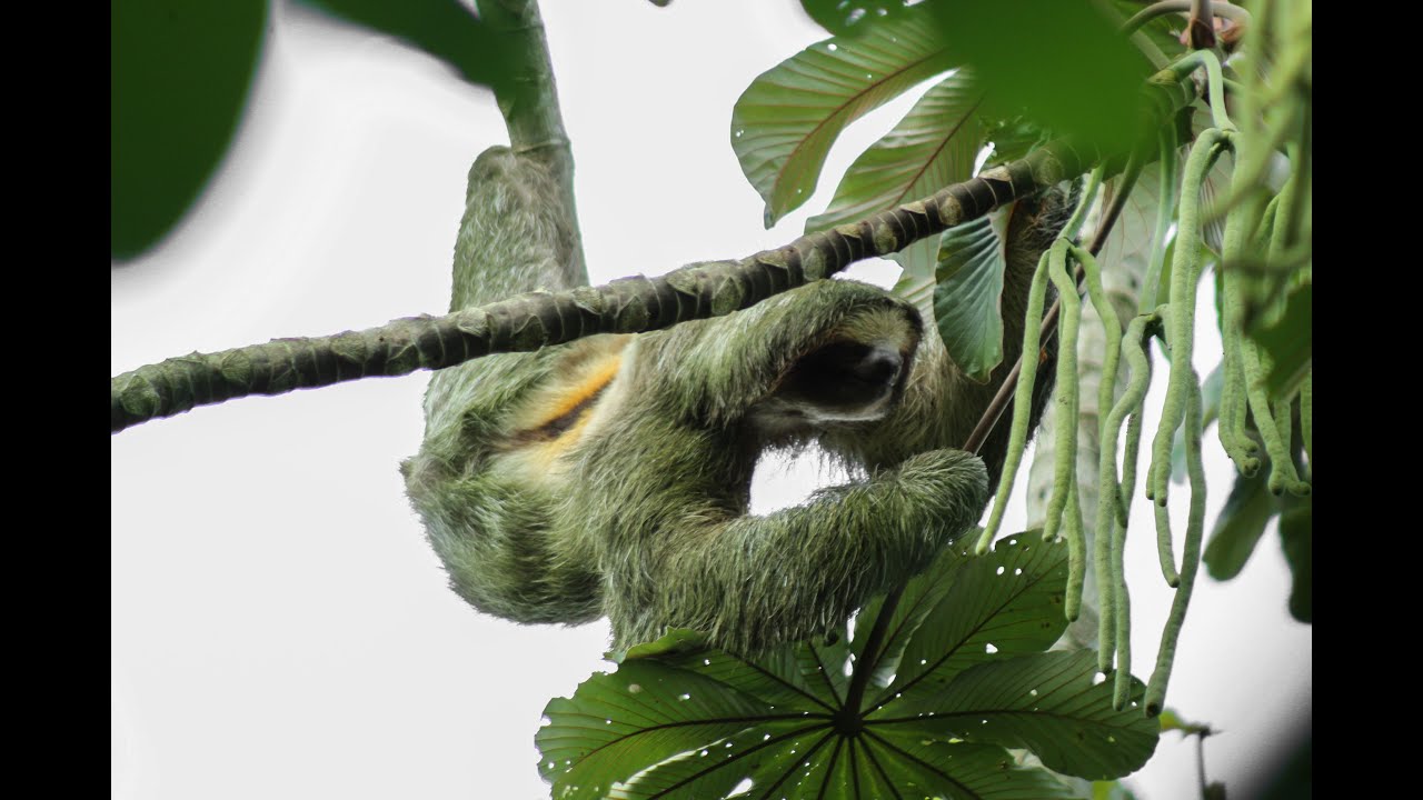 Sloth Tour La Fortuna Sloth Adventure - YouTube