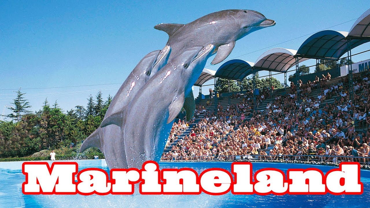 Аквариум Marineland Антиб. Aquarium Marineland Antibe - YouTube