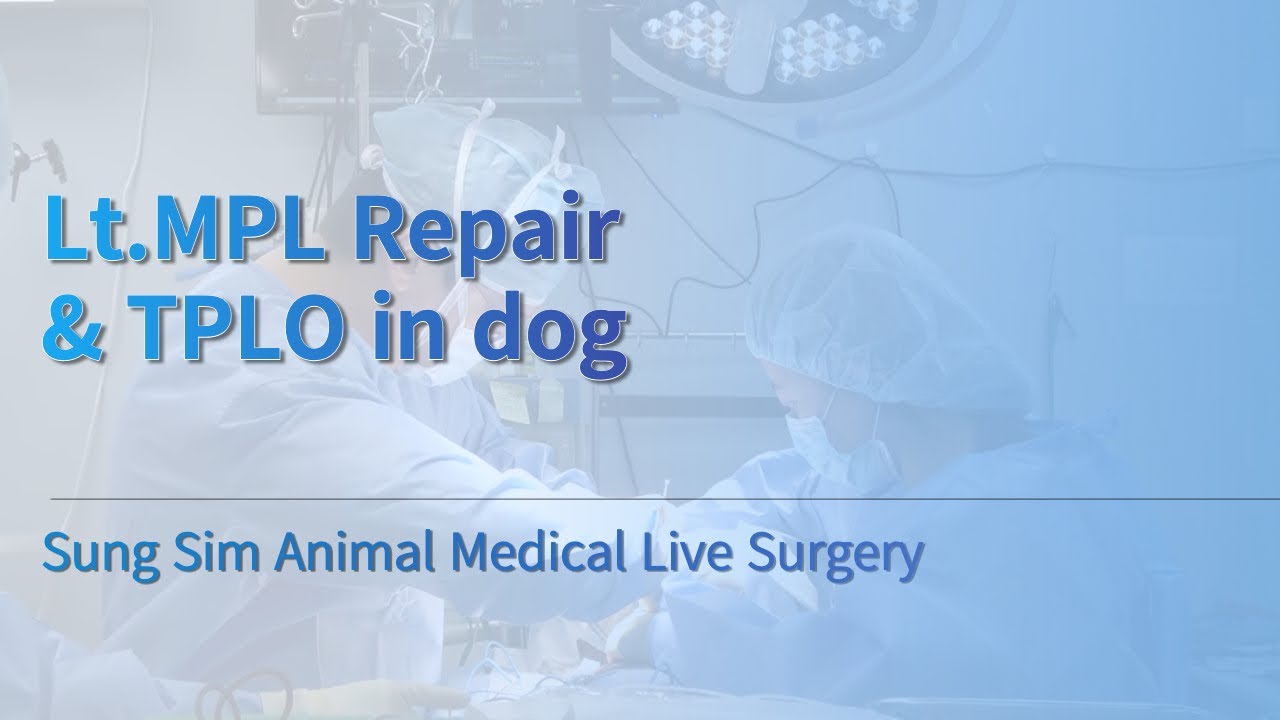 (Warning) Lt.MPL Repair&TPLO in dog Sung Sim AMC Live Surgery - YouTube