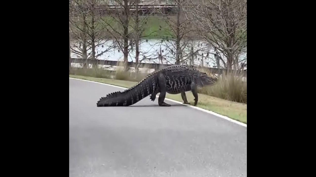 Crocodile crossing the road Compilation🐊🛣 - YouTube