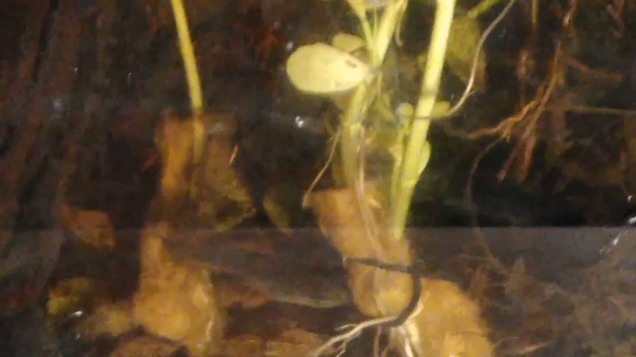 Heterandria formosa, Poecila reticulata, Gambusia affinis,& Lucania ...