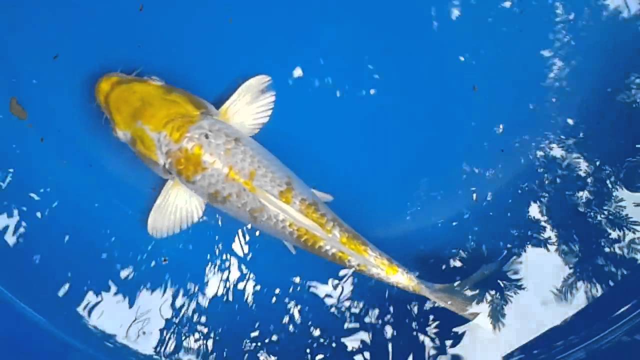 Hariwake Koi fish - YouTube