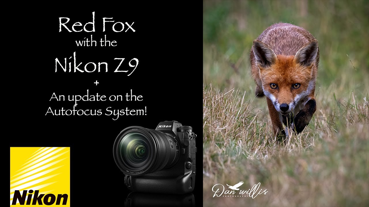 Photographing Foxes with the Nikon Z9 + Update on the Autofocus system ...