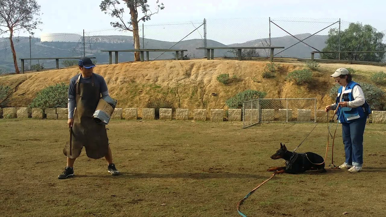 Adlercrest Dobermans Ines with Linda Calamia - YouTube