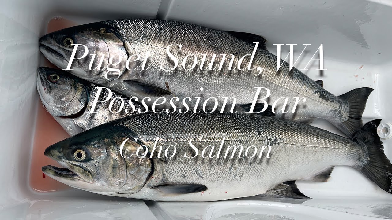 Coho Salmon Fishing in Puget Sound, Washington 9/24/2024 - YouTube