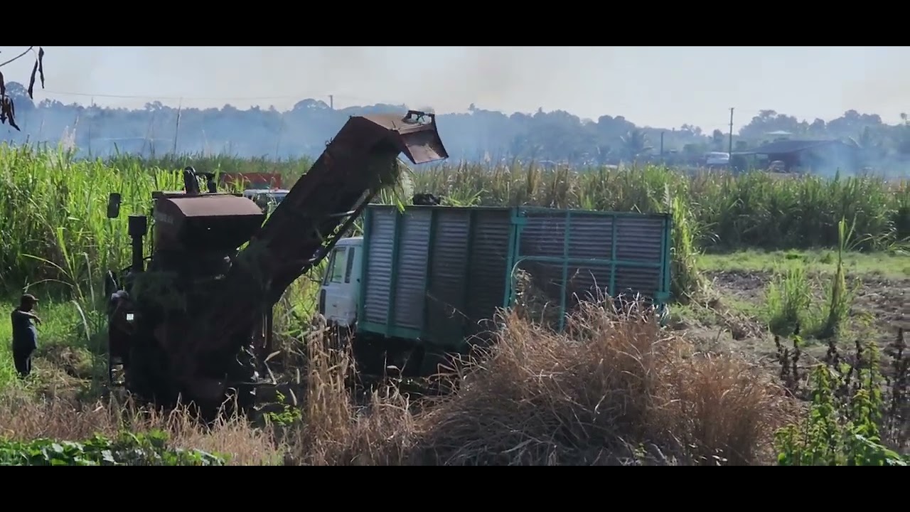 Sugarcane harvesting in Qeleloa, Nadi, Fiji - YouTube