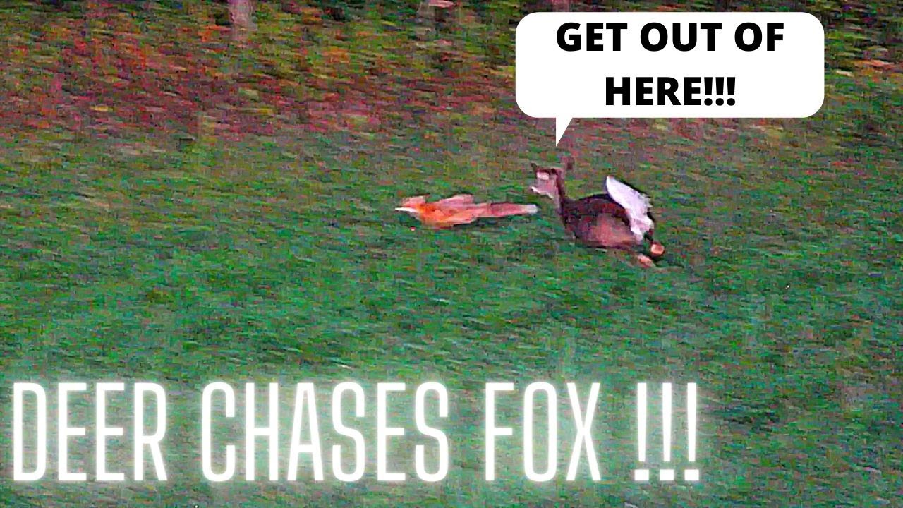 (FOX VS.DEER) Fox chases deer then deer turns and chases the fox ...