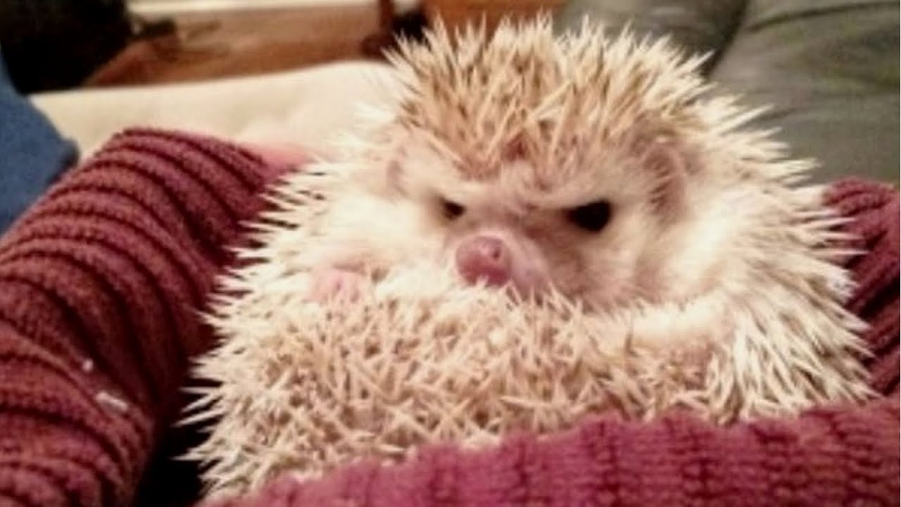 FUNNY ANIMALS that will make you FORGET ALL YOUR PROBLEMS - YouTube