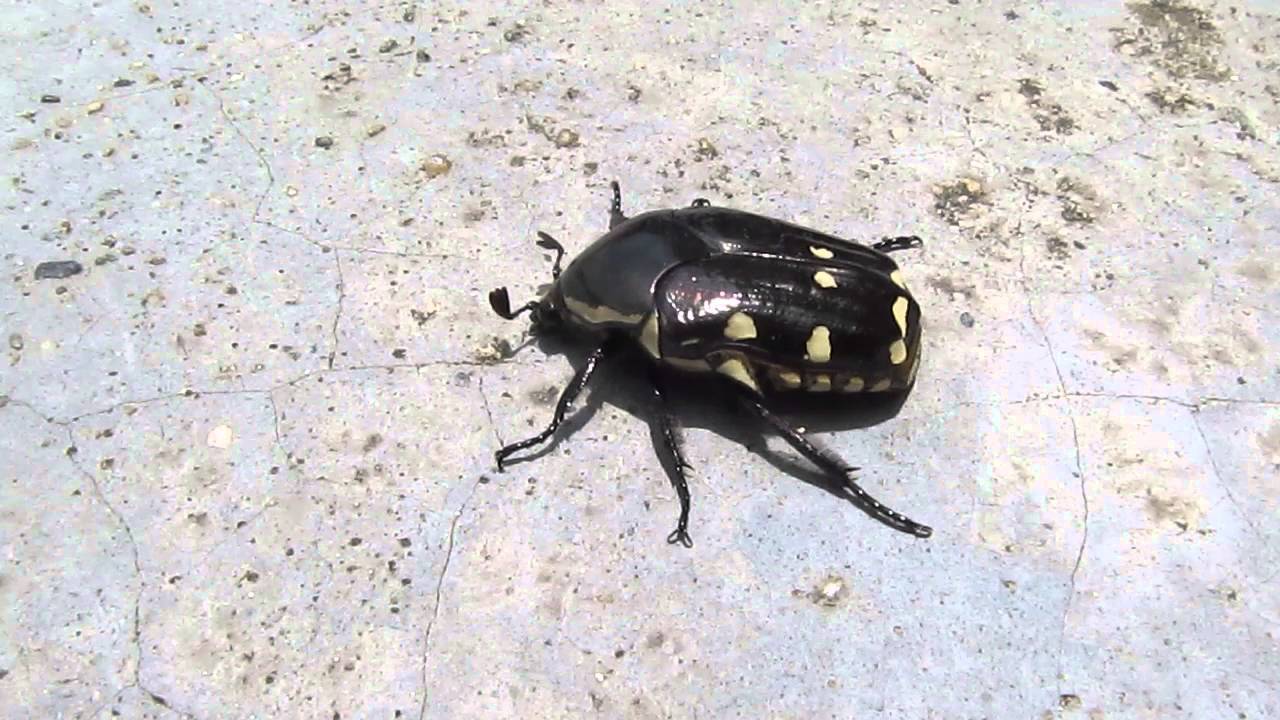 Escarabajo o Cucarron Negro con Pintas Amarillas - Black Beetle with ...