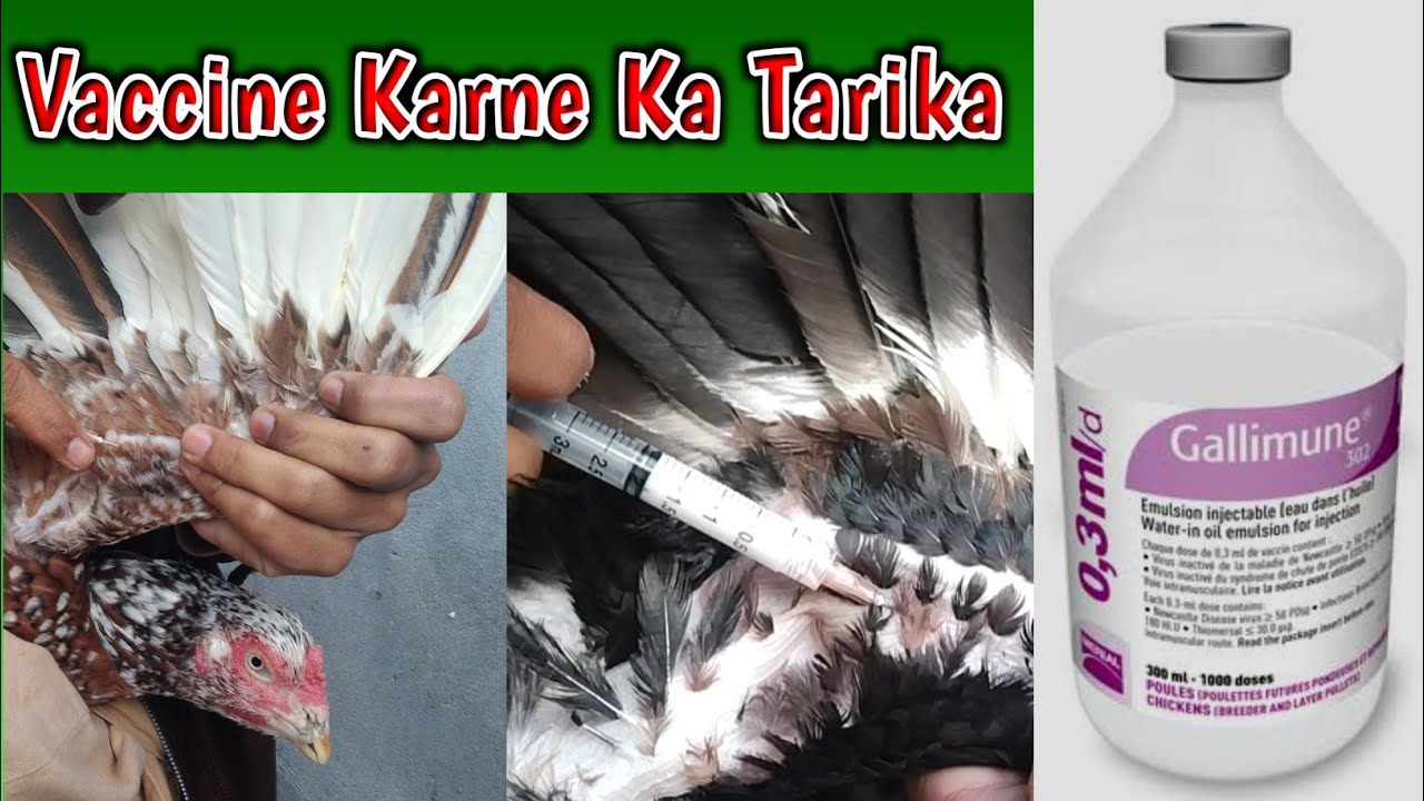 Vaccine Lagane Ka Tarika || Galimon Vaccine For Aseel By HC Birds ...