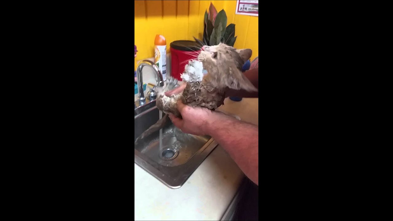 Tequila Cat getting a bath - YouTube