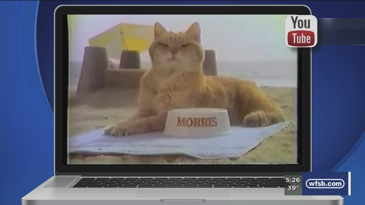 THROWBACK THURSDAY: Morris the Cat - YouTube