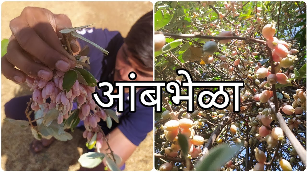 आंबभेळा एक रानफळ (रानमेवा ) | aambhela #ranmeva #रानमेवा - YouTube