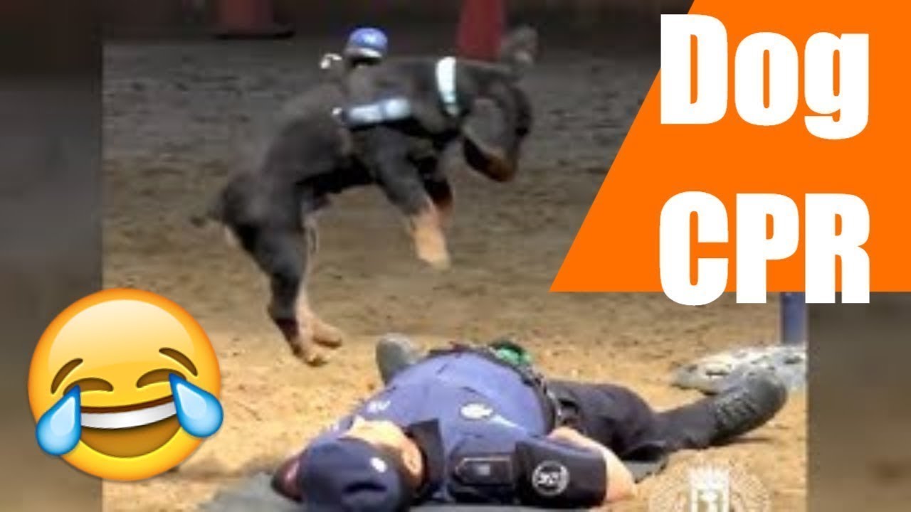 Poncho police dog CPR 🐶 | Dog doing CPR on soldier/person/human Vine ...
