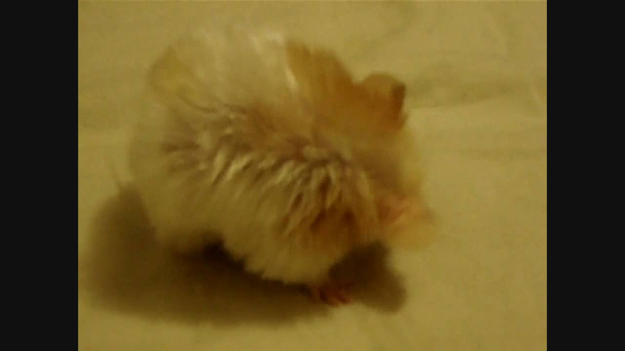 Cute hamster washing his face - YouTube