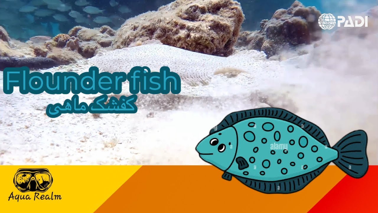 Revealing the Wonders of Flounder: Master of Camouflage and ...