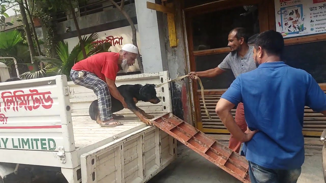 Rottweiler dog @ Vet in Dhaka City Pet Doctor in Bangladesh @ Dr. Sagir ...