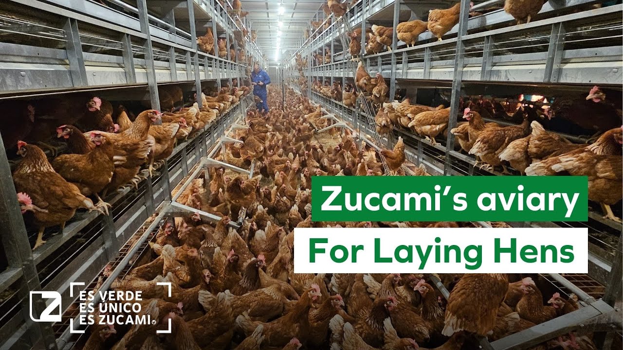 🐔 Revolutionizing poultry farming: Zucami's aviary for laying hens. 🐔 ...