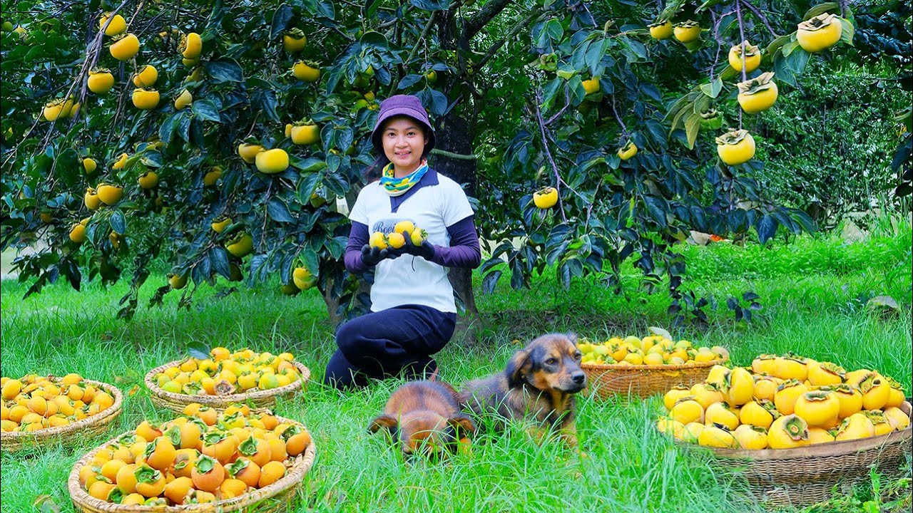 Harvest A Lot Of Crunchy Persimmons To Sell At Market, Garden, Raising ...