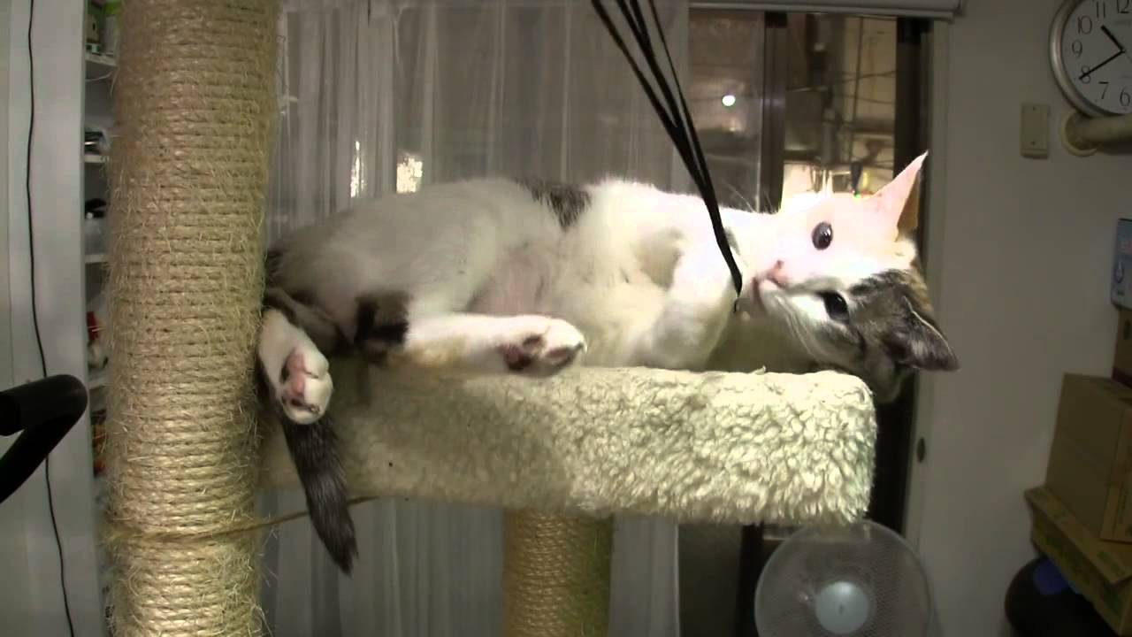 絡まる猫 Cat entangled - YouTube