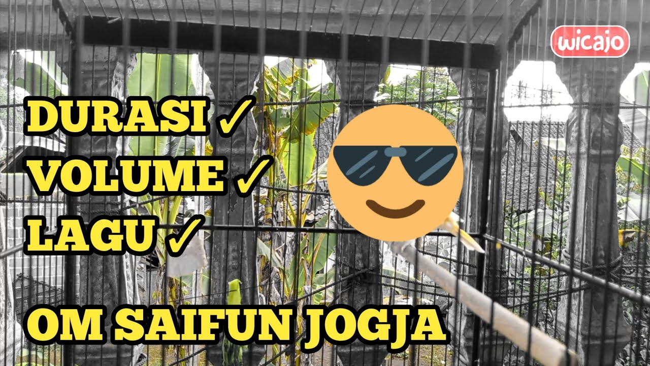 Suara Masteran Kenari Mewah Milik Om Saifun Jogja #kenari #breeding ...