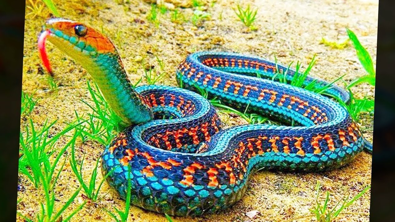 9 Extinct Animals Being Brought Back To Life - YouTube