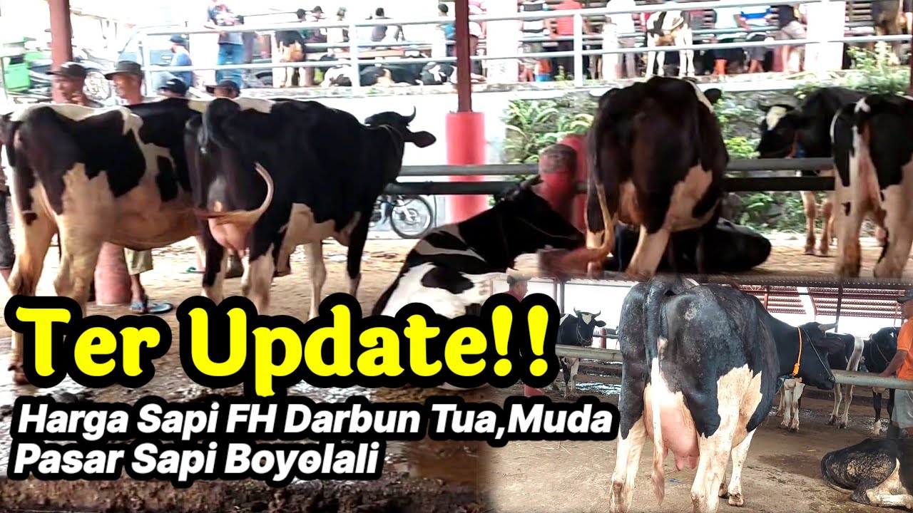 Ter Update!!Harga Sapi FH Dara Bunting Tua Dan Bunting Muda. Pasar Sapi ...