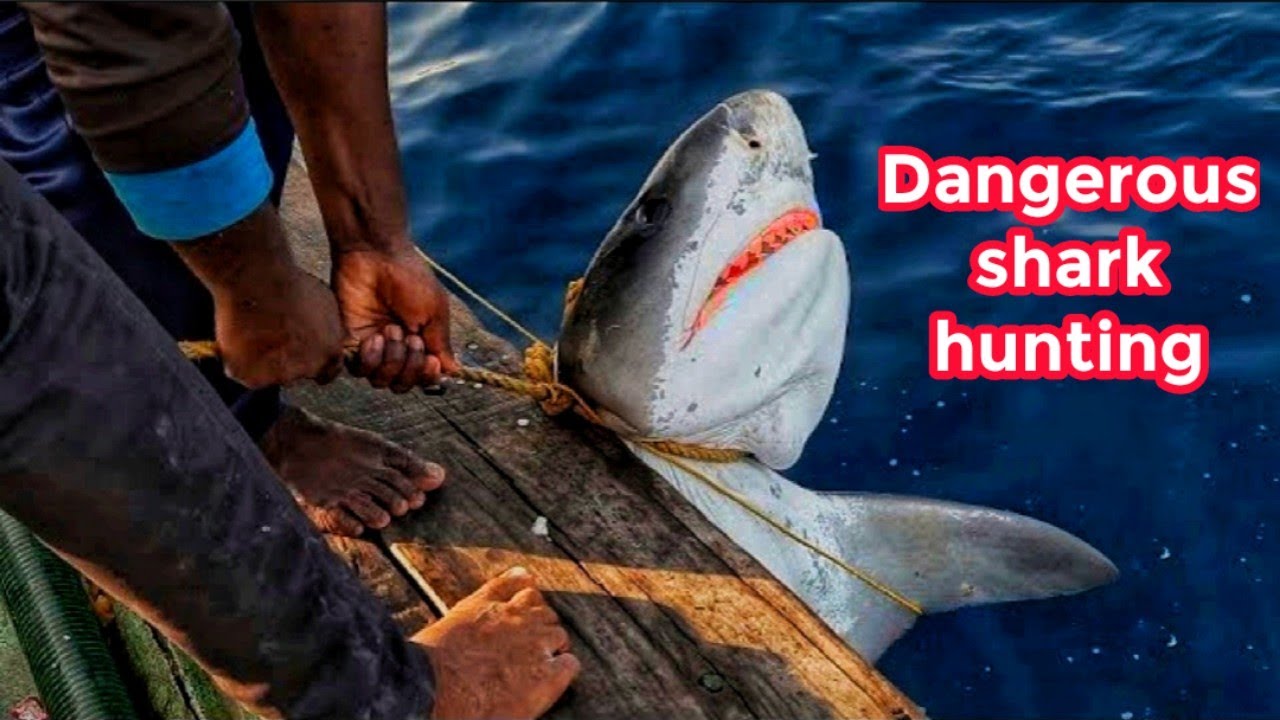 Dangerous shark hunting video | சுறா வேட்டை | shark catching in sea ...