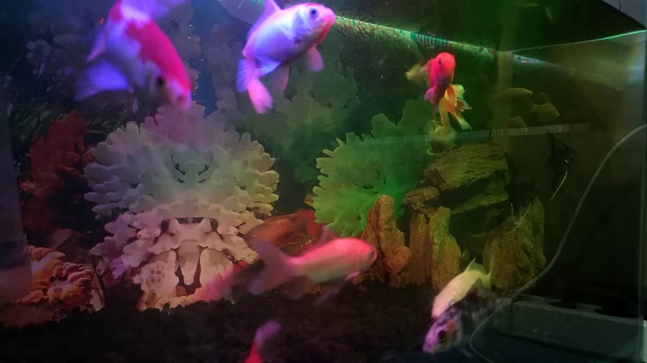 Macam-macam ikan di aquarium 60cm - YouTube