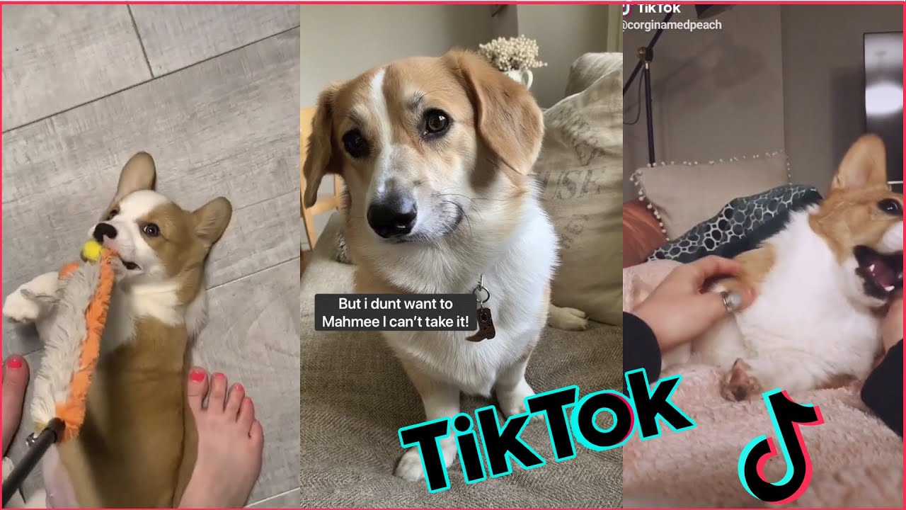 Cute corgi best compilation tik tok may 2020 - YouTube