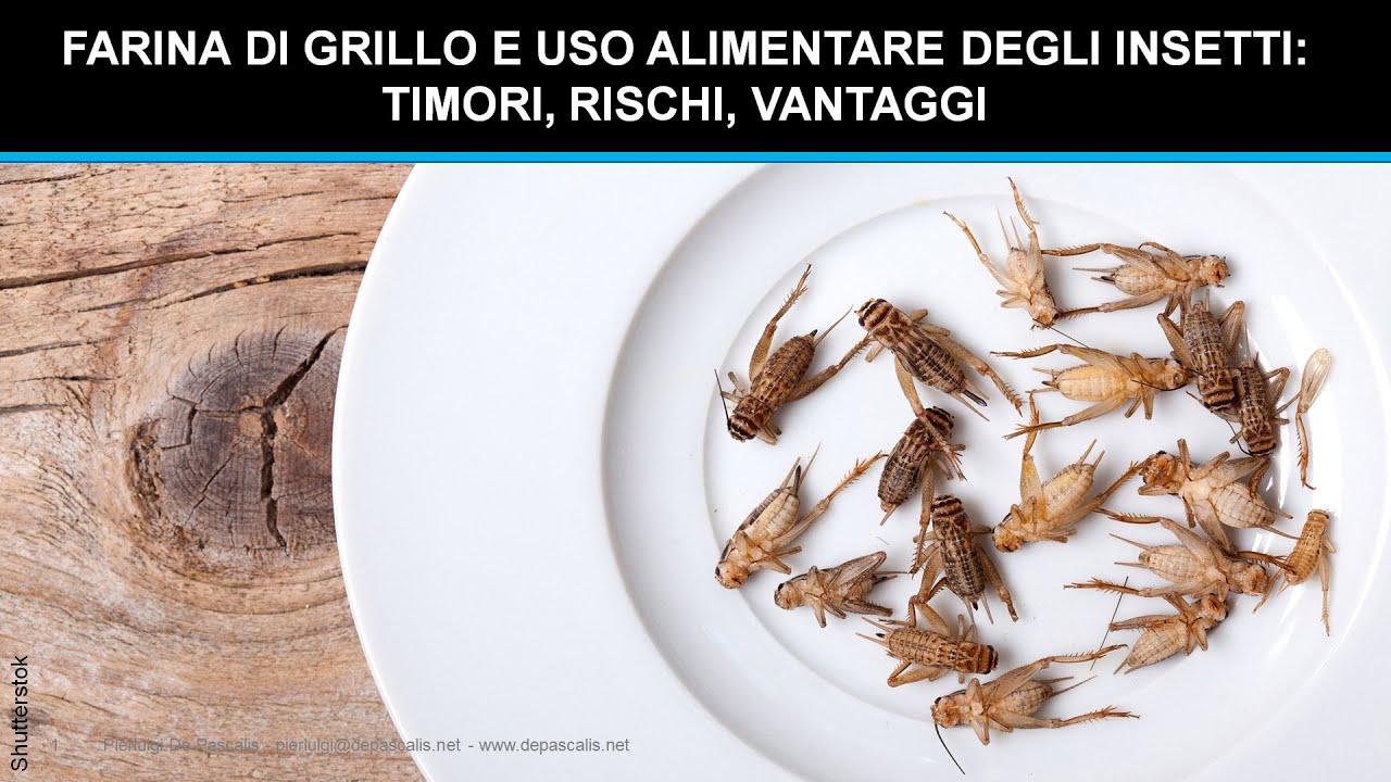 Un grillo nel piatto: cosa sapere sull'uso alimentare degli insetti ...