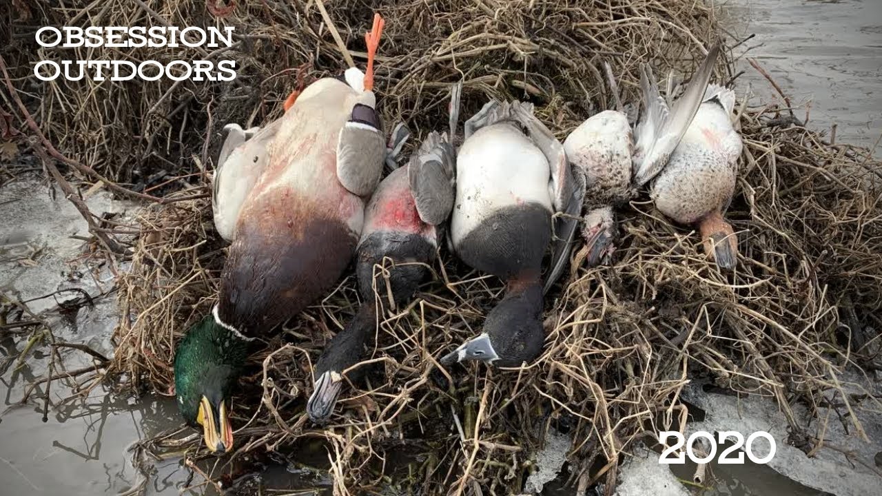Duck Hunting a Big Public Pond - YouTube