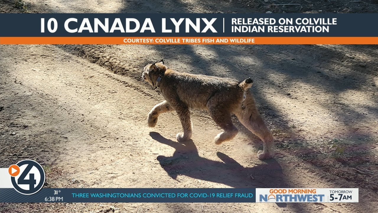 10 Canada Lynx find new home at Colville Indian Reservation - YouTube