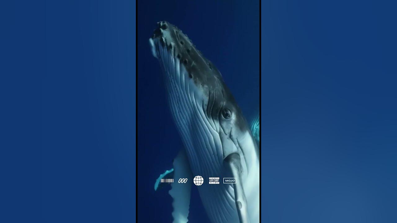 whale symphony/whale songs humpback,#whale #whales #whalesounds # ...