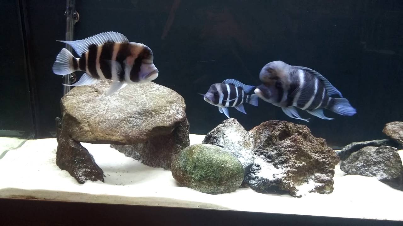 125 gal freshwater frontosa tank update - YouTube