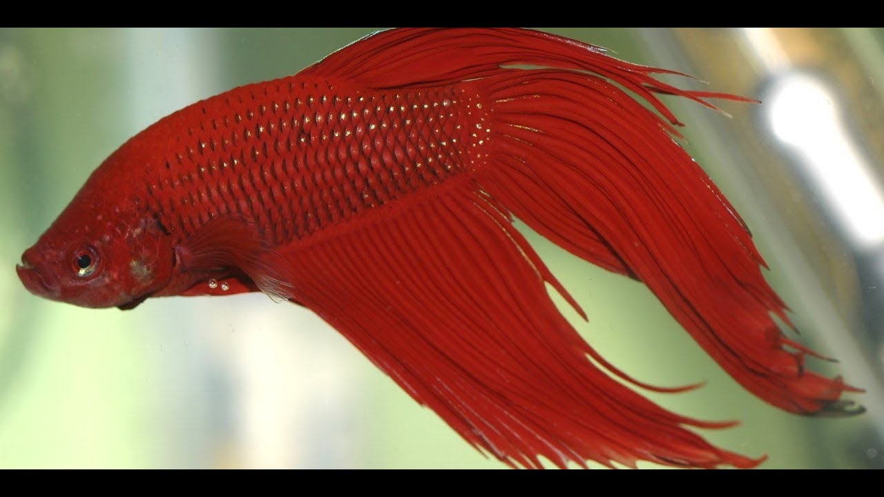 RED FIGHTER FISH - YouTube