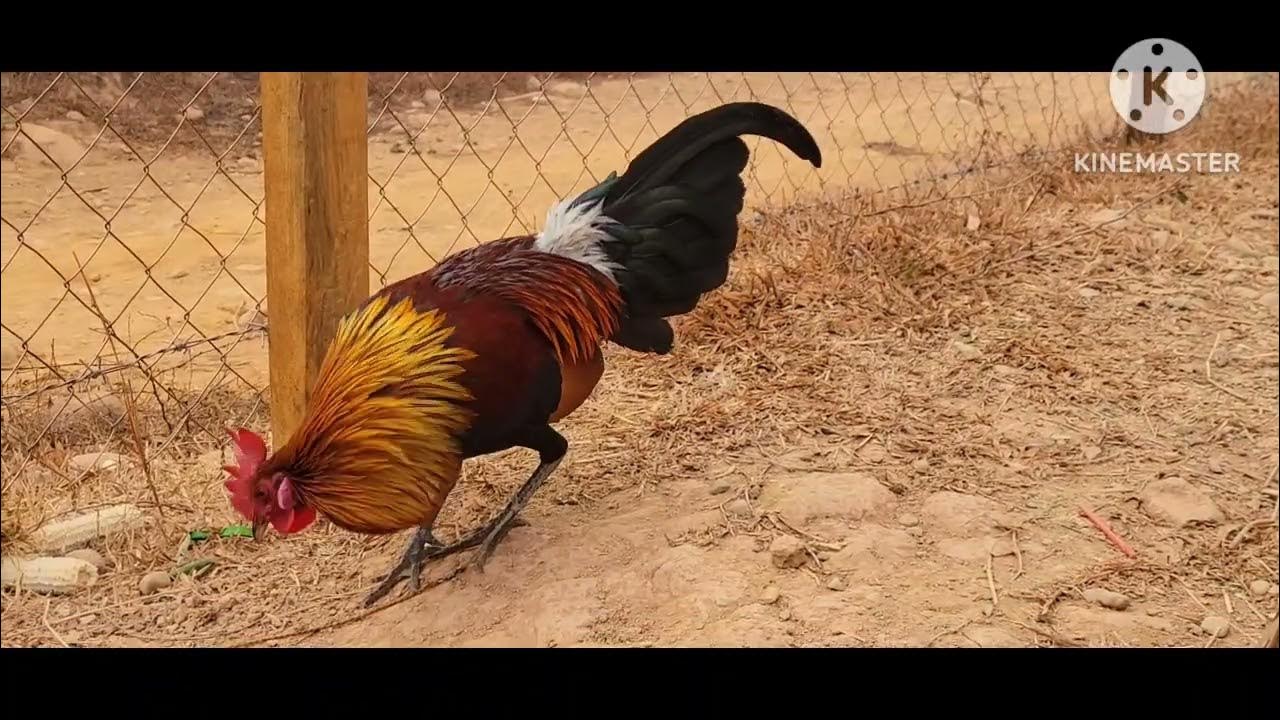 qaib qus ,qaib f1qua zoo zoo nkauj - YouTube