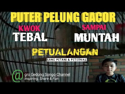PUTER PELUNG GACOR KWOK TEBAL SAMPAI MUNTAH !!!