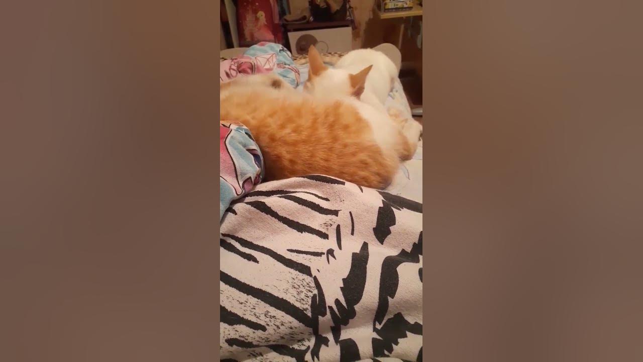 правда милые котики😻 Youtube