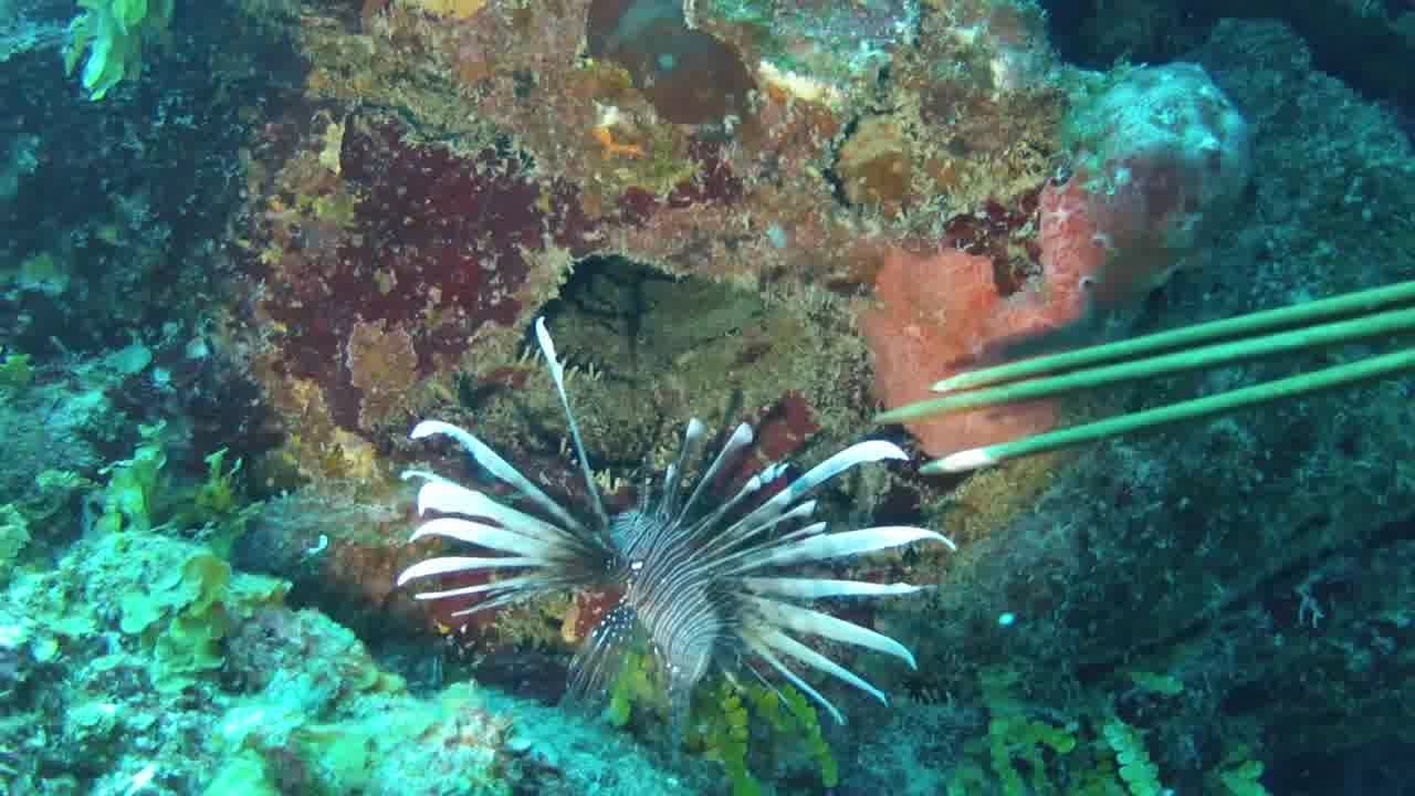3-6-2013 Costa Maya Hunting - YouTube