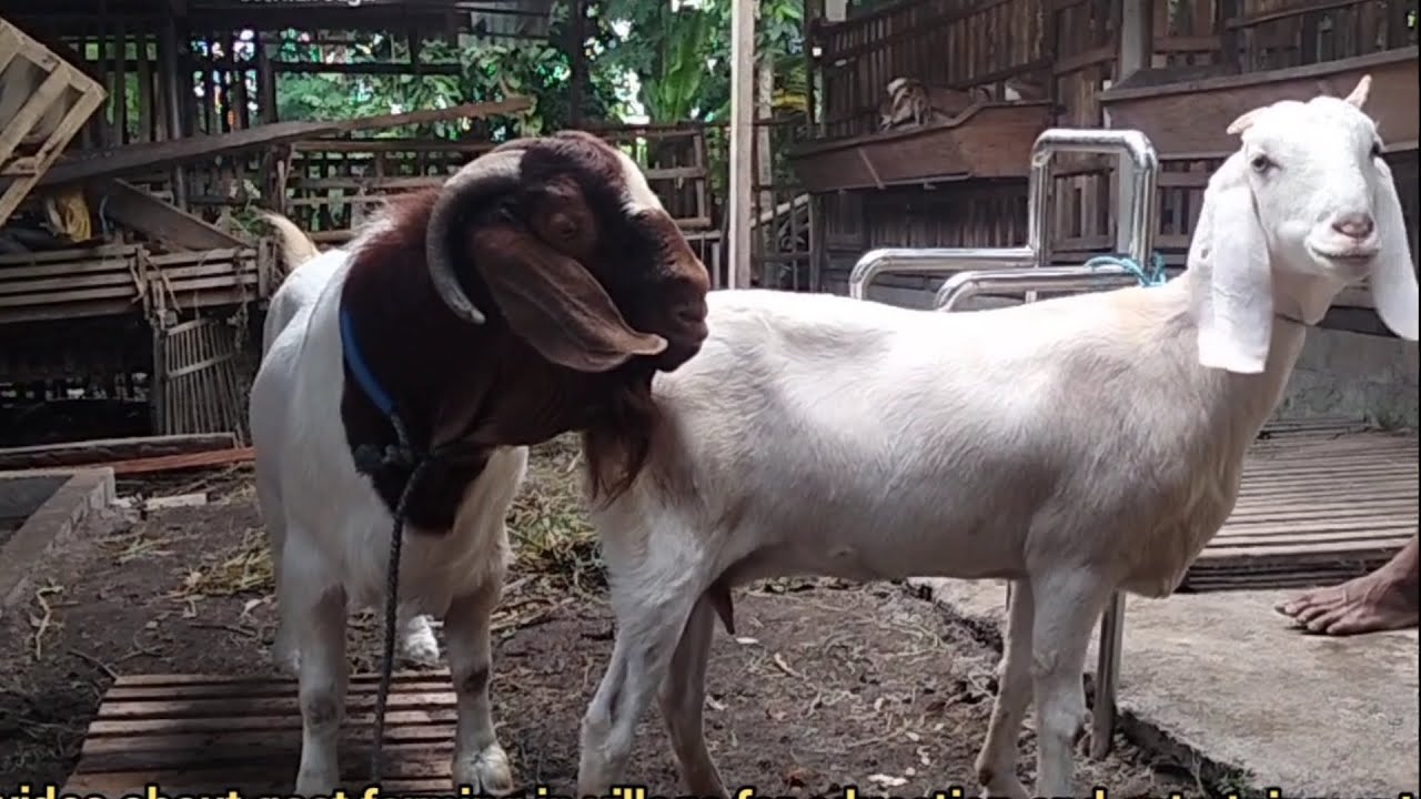 Routine activity crosses boer goat stud with farmer goat - YouTube