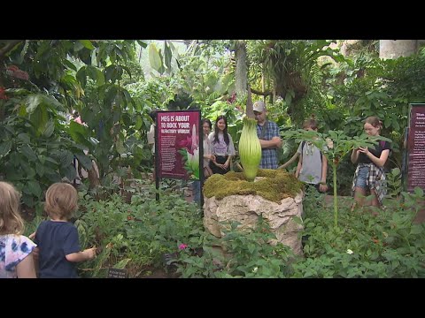 Corpse Flower at Houston Museum of Natural Science promises to live up ...