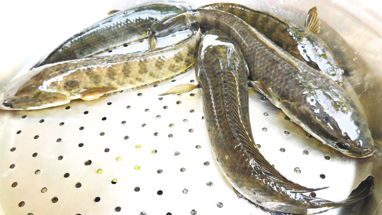 Latha Macher Recipe । Mango and Alive Fish Recipe । Indian Village ...