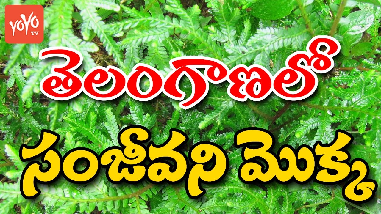 తెలంగాణలో సంజీవని మొక్క | #Sanjeevani Plants Found in Telangana | YOYO ...