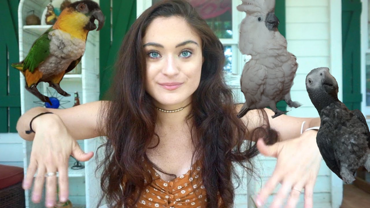 Bird Dance Off - YouTube