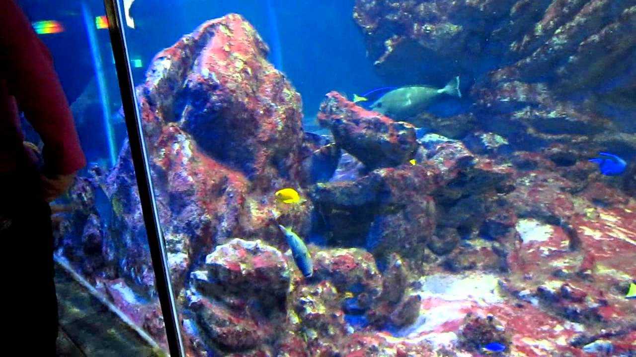 Acvariu Muzeu (Galati) - YouTube