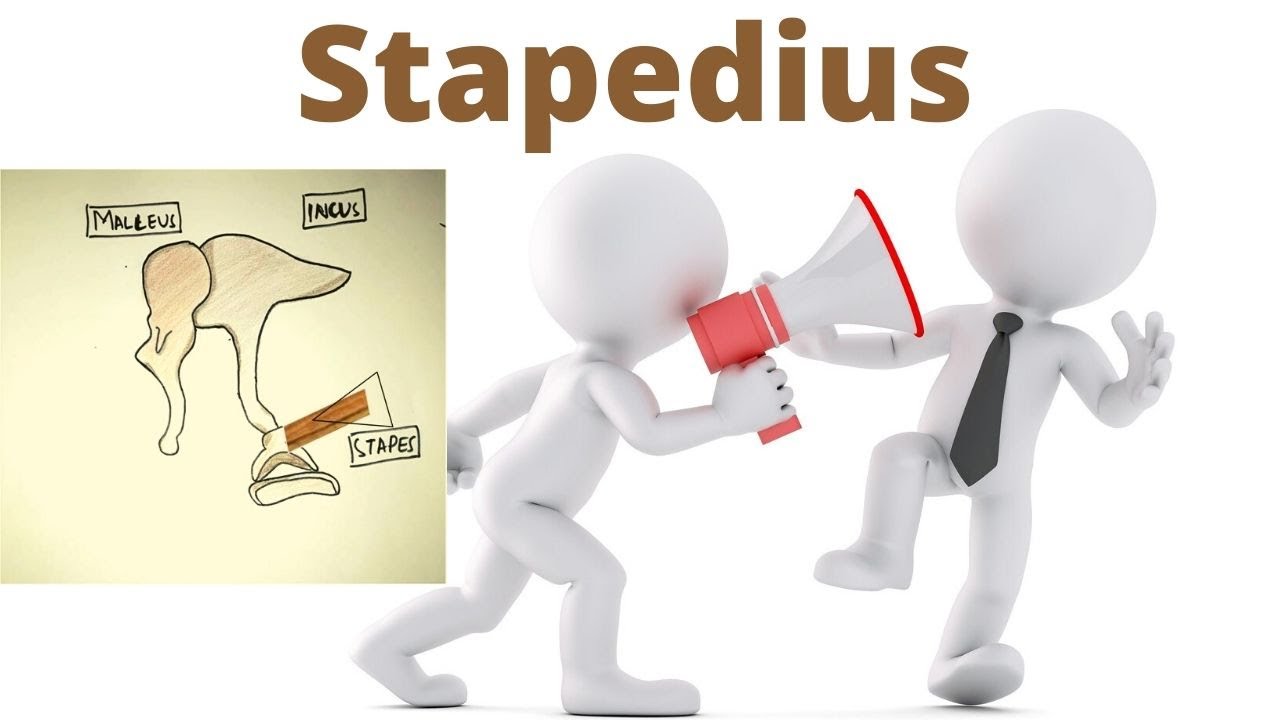 Stapedius